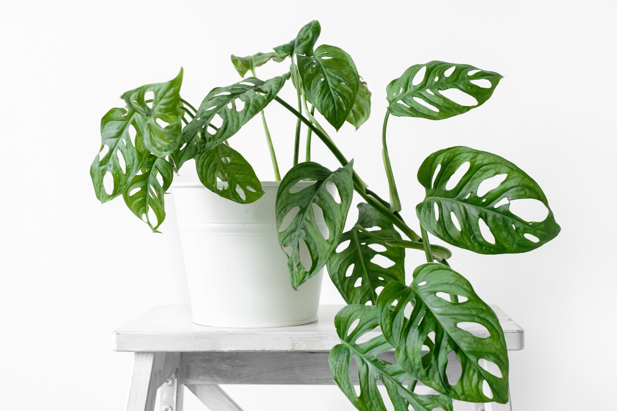 Comment bouturer un Monstera et développer de nouvelles plantes ? - La ...